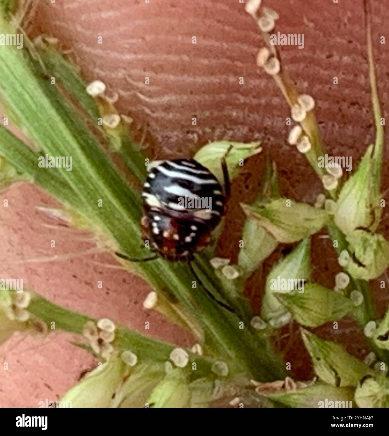 Stink Bugs (Pentatomidae Stock Photo - Alamy