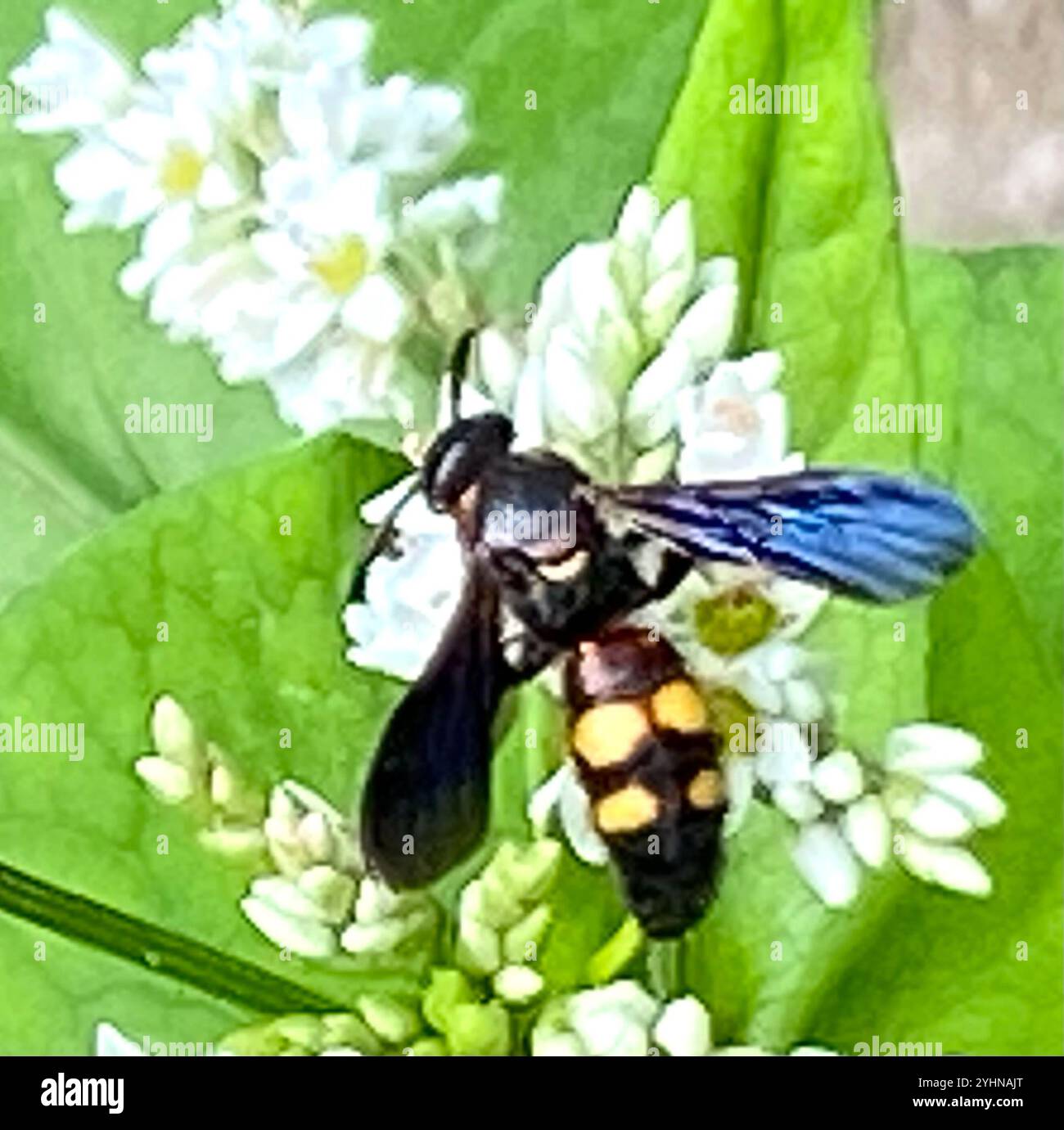 Noble Scoliid Wasp (Scolia nobilitata Stock Photo - Alamy