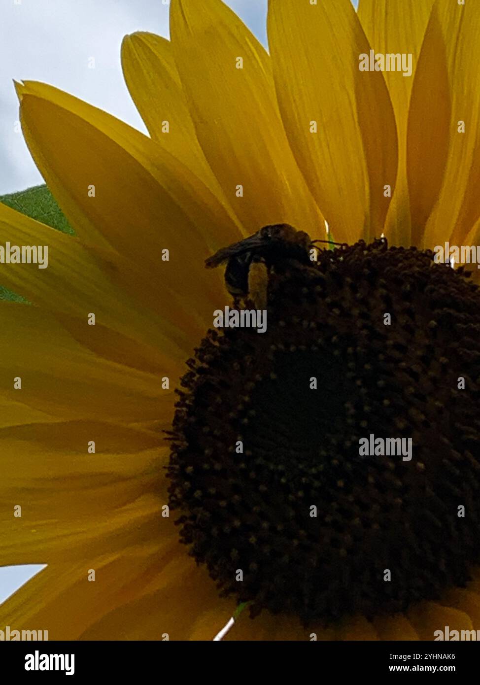 Longhorn Bees (Eucerini Stock Photo - Alamy