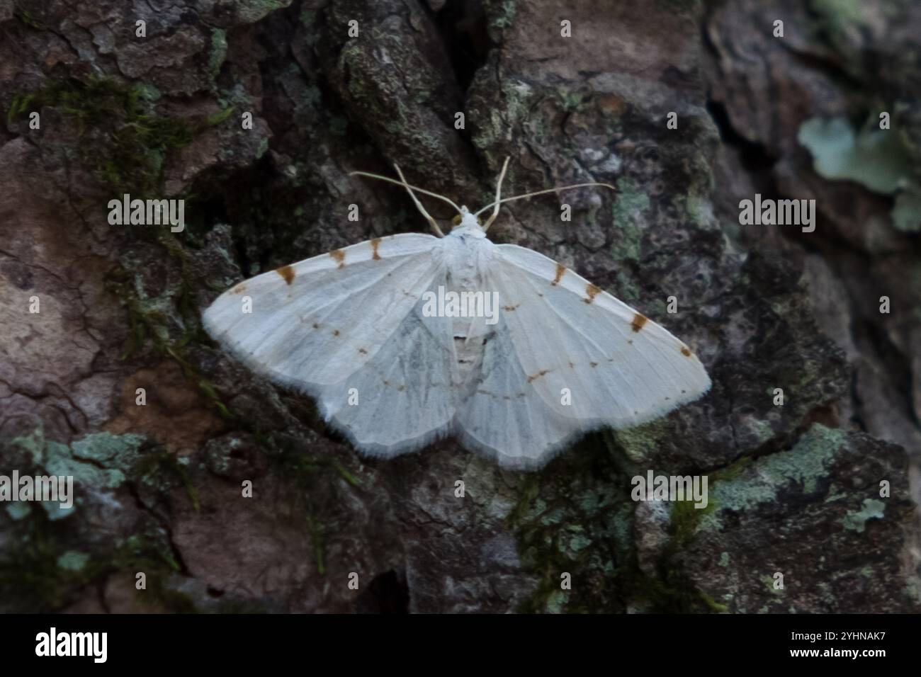 Lesser Maple Spanworm Moth (Macaria pustularia Stock Photo - Alamy
