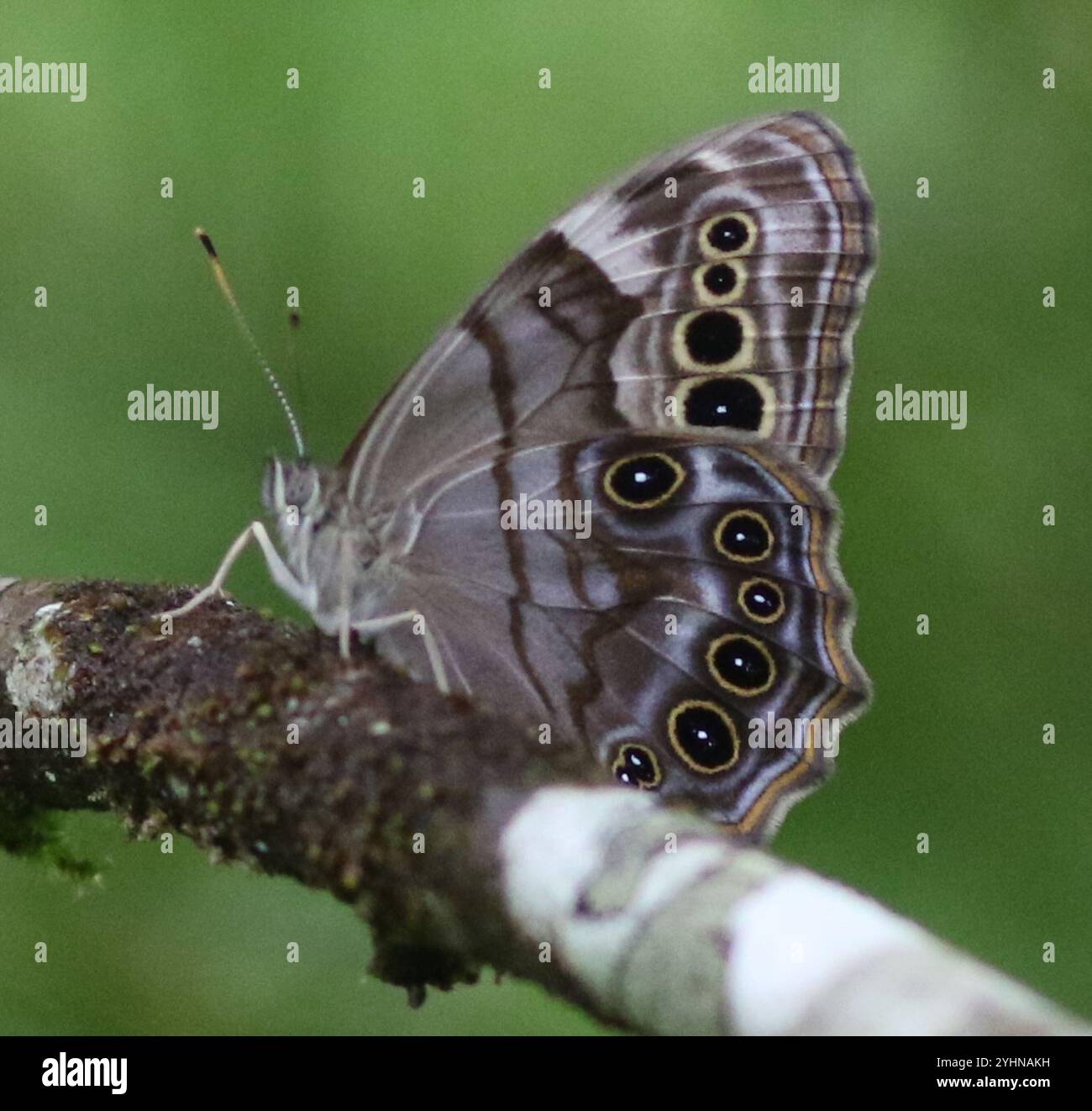 Northern Pearly-eye (Lethe anthedon Stock Photo - Alamy