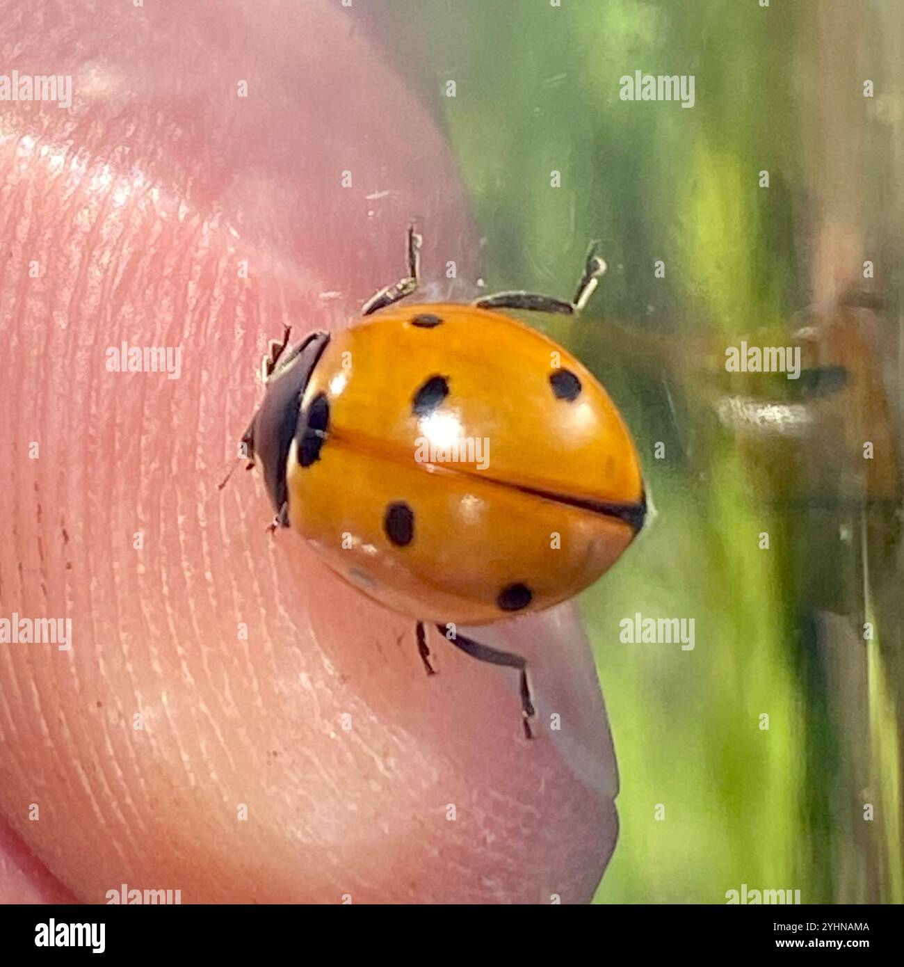 Seven-spotted Lady Beetle (Coccinella septempunctata Stock Photo - Alamy