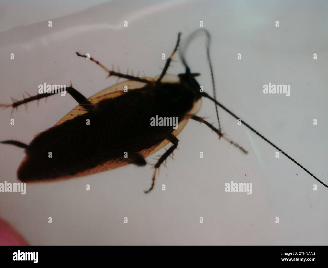Forest Cockroach (Ectobius sylvestris Stock Photo - Alamy