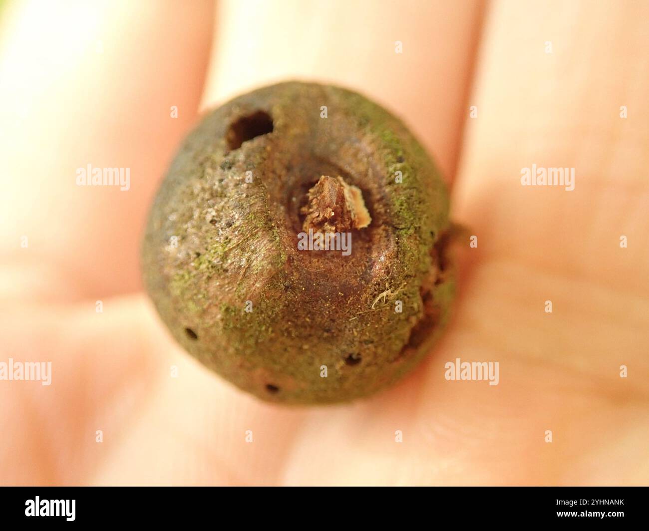 Oak Rough Bulletgall Wasp (Disholcaspis quercusmamma Stock Photo - Alamy