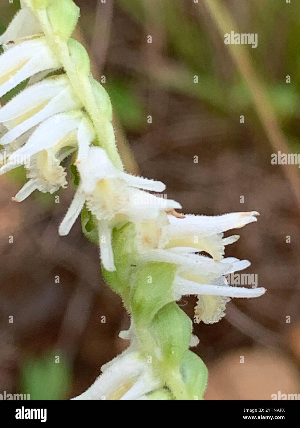 Spring Ladies' Tresses (Spiranthes vernalis Stock Photo - Alamy