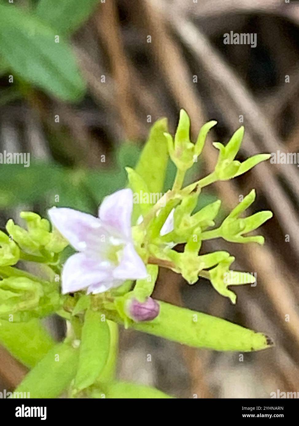Long leaved houstonia hi-res stock photography and images - Alamy