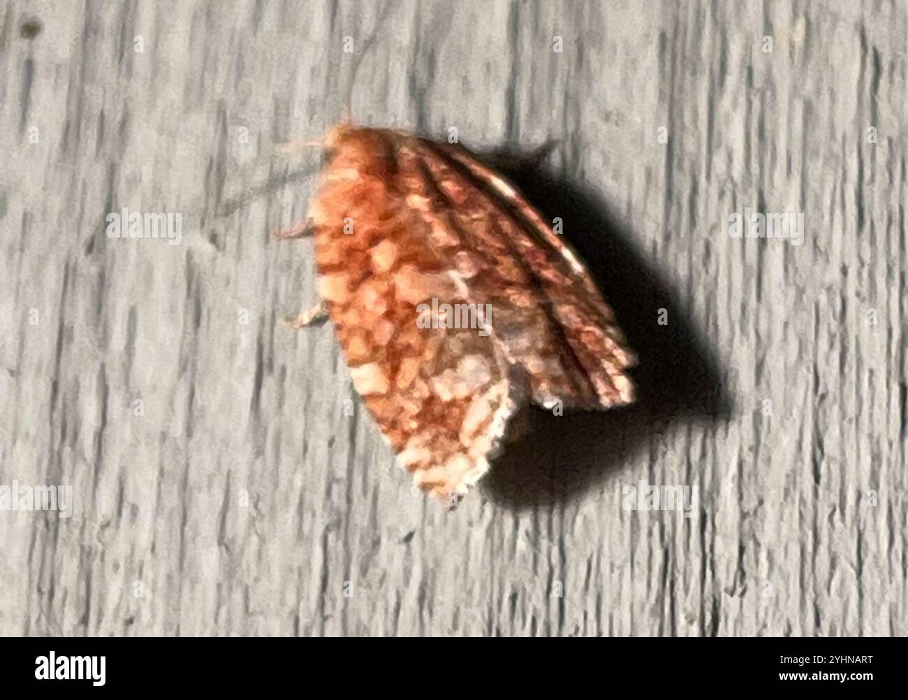 Choristoneura pinus hi-res stock photography and images - Alamy
