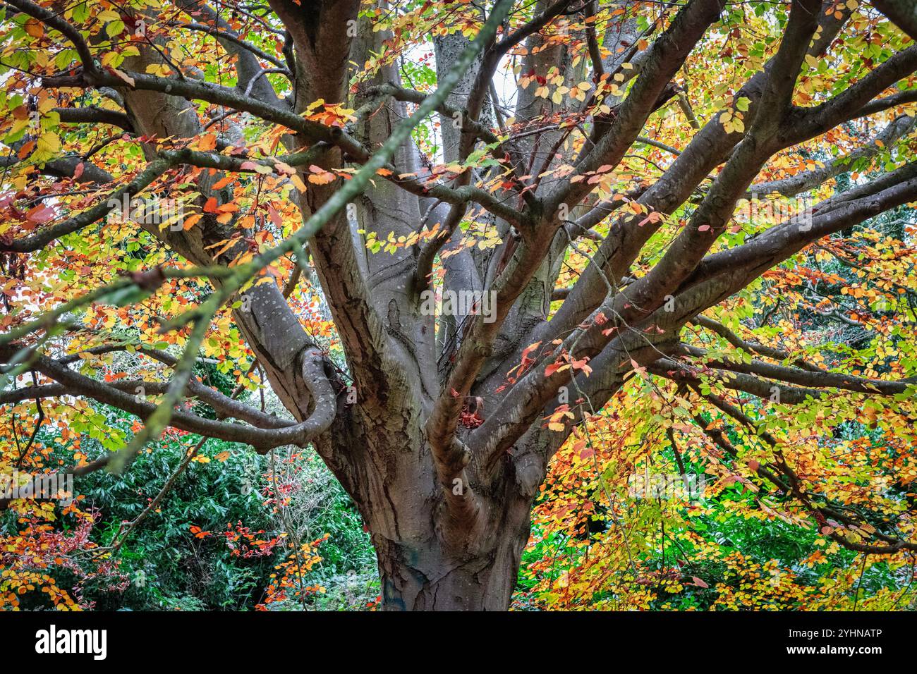 Autumn Colours in Mote Park in Maidstone, Kent, England Stock Photo - Alamy