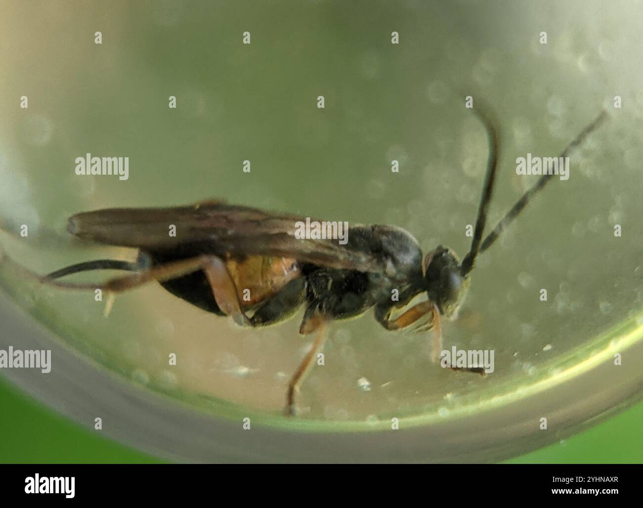 Ichneumonid and Braconid Wasps (Ichneumonoidea Stock Photo - Alamy