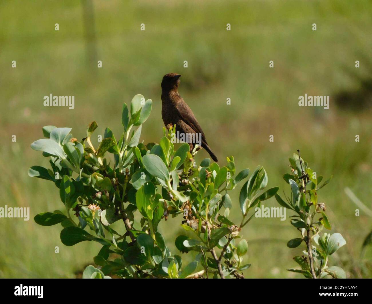 Southern Anteater-Chat (Myrmecocichla formicivora Stock Photo - Alamy