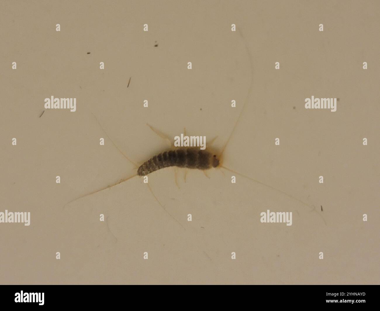 Long tailed silverfish hi-res stock photography and images - Alamy
