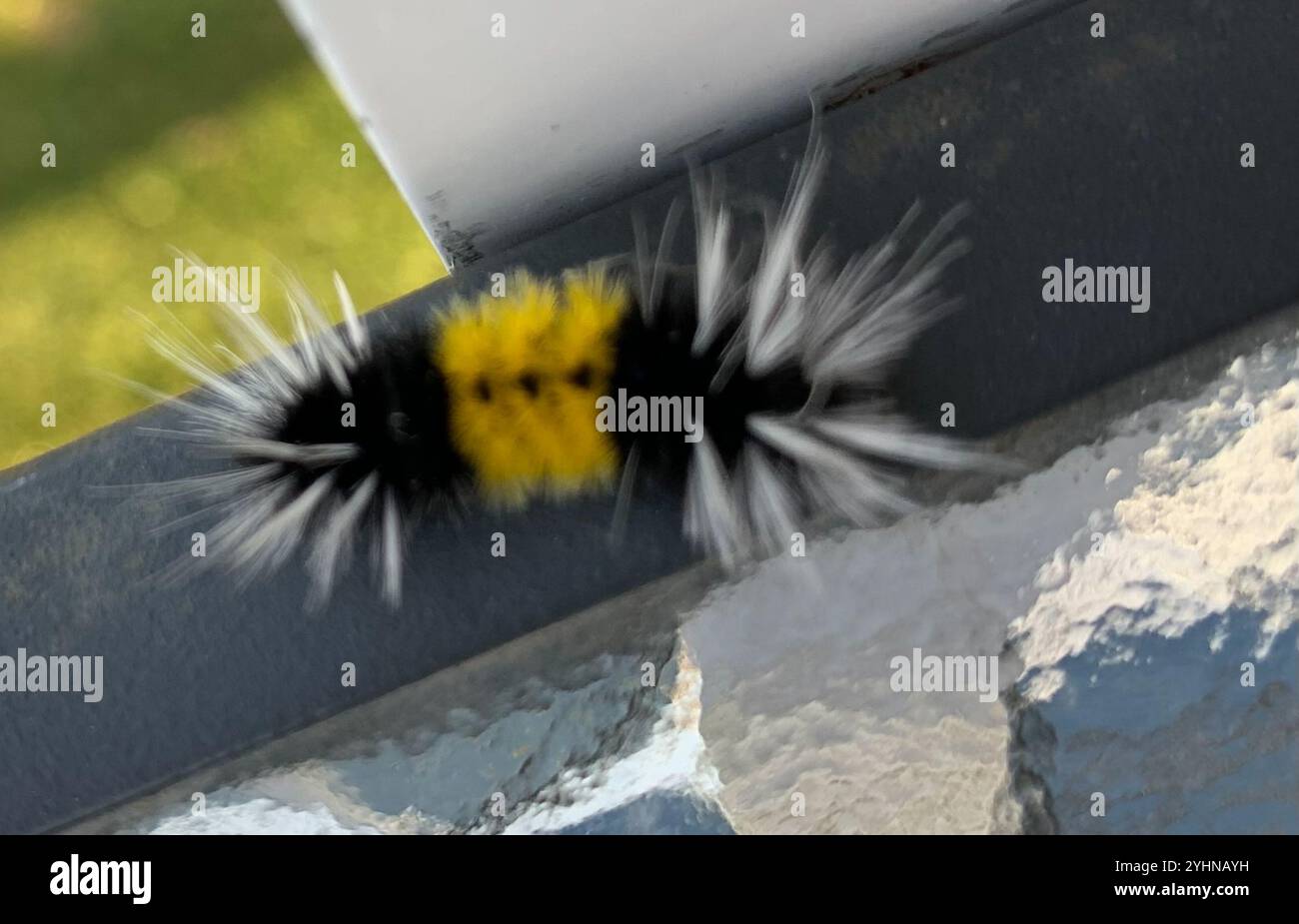 Spotted Tussock Moth (Lophocampa maculata Stock Photo - Alamy