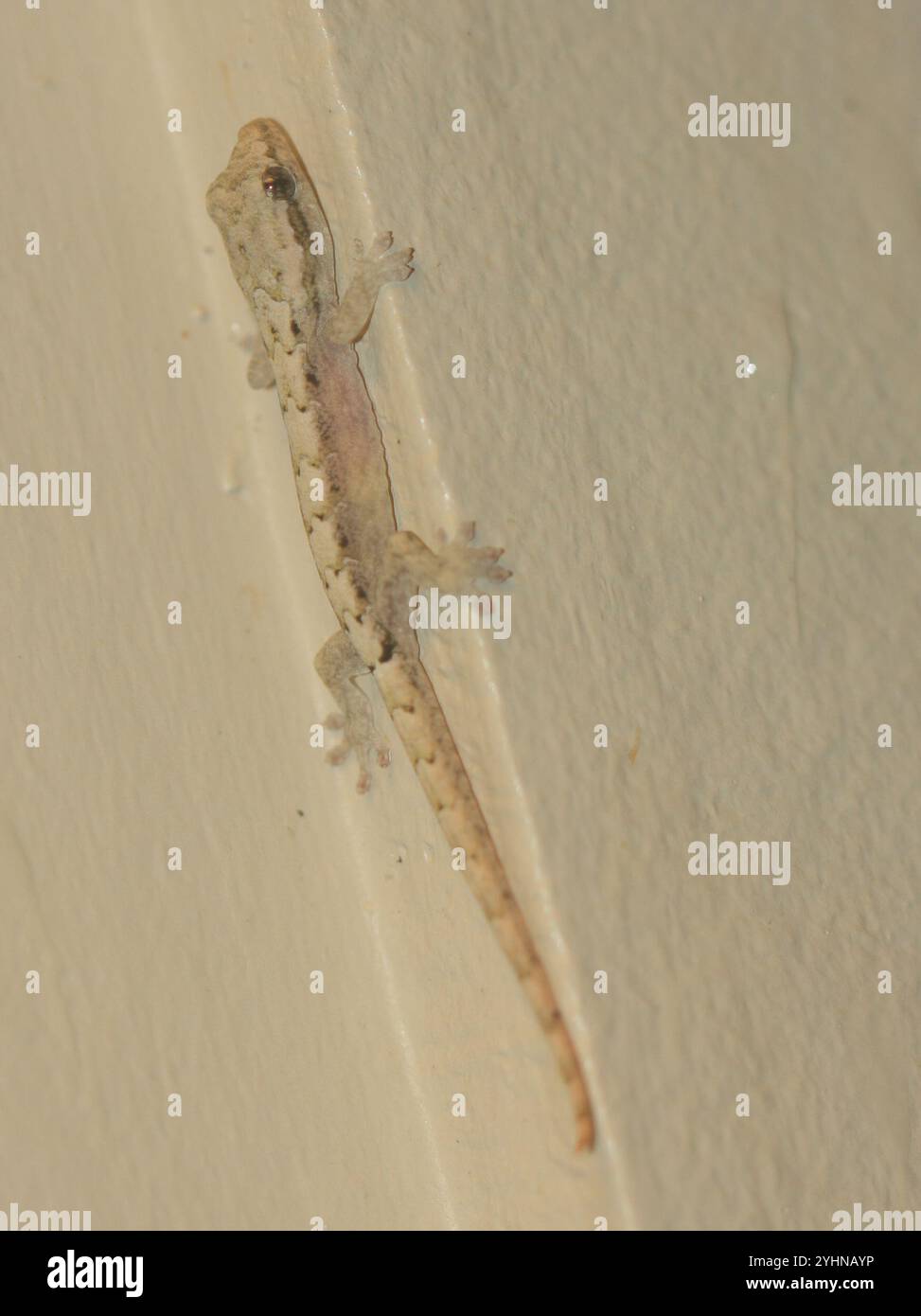 Mourning gecko lepidodactylus lugubris hi-res stock photography and ...