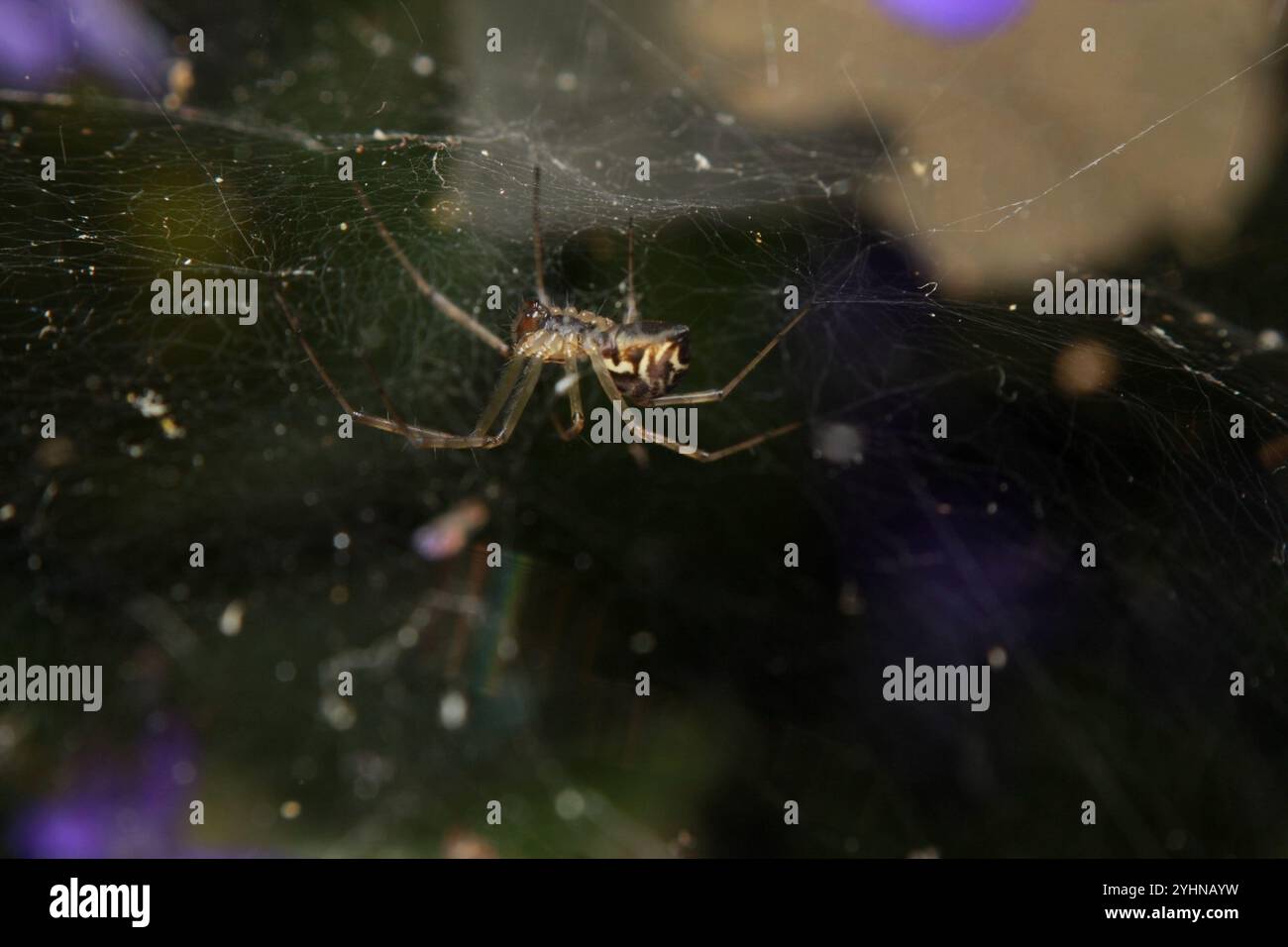 Common sheetweb spider (Linyphia triangularis Stock Photo - Alamy