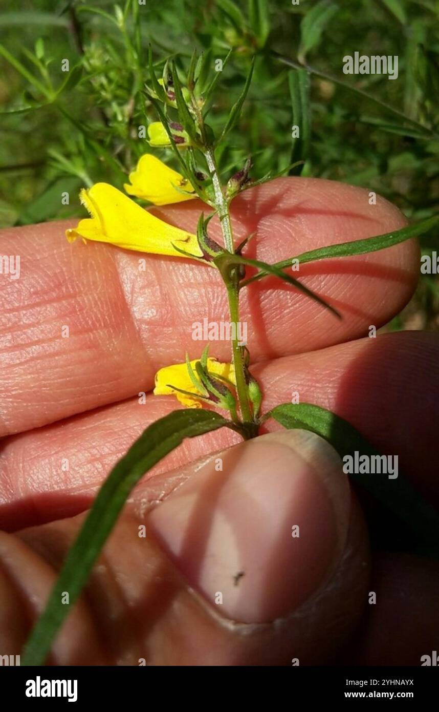 Common Cow-wheat (Melampyrum pratense Stock Photo - Alamy