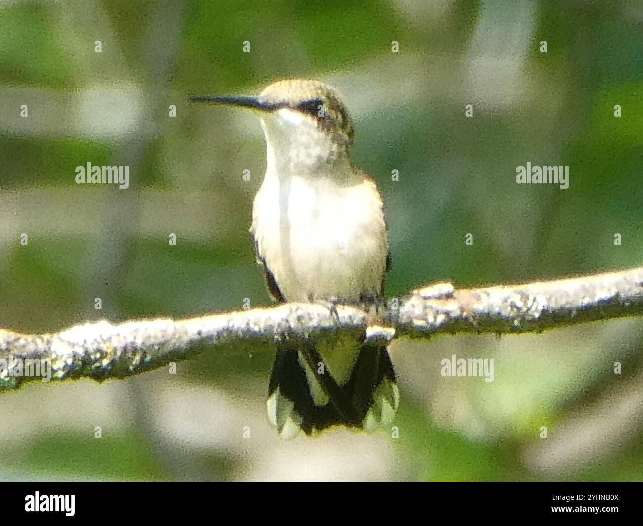 Ruby-throated Hummingbird (Archilochus colubris Stock Photo - Alamy