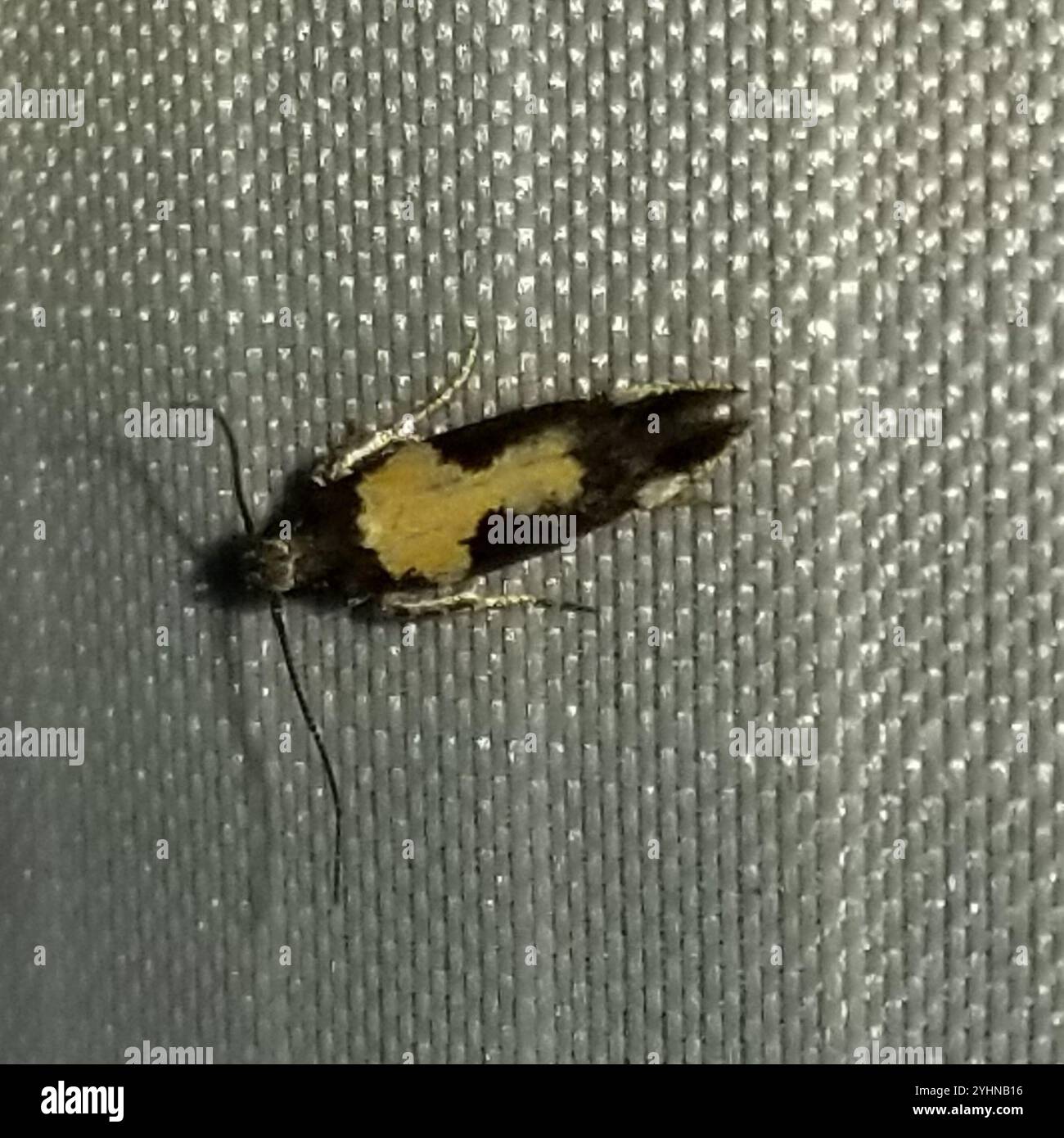 Red-necked Peanutworm Moth (Stegasta bosqueella Stock Photo - Alamy