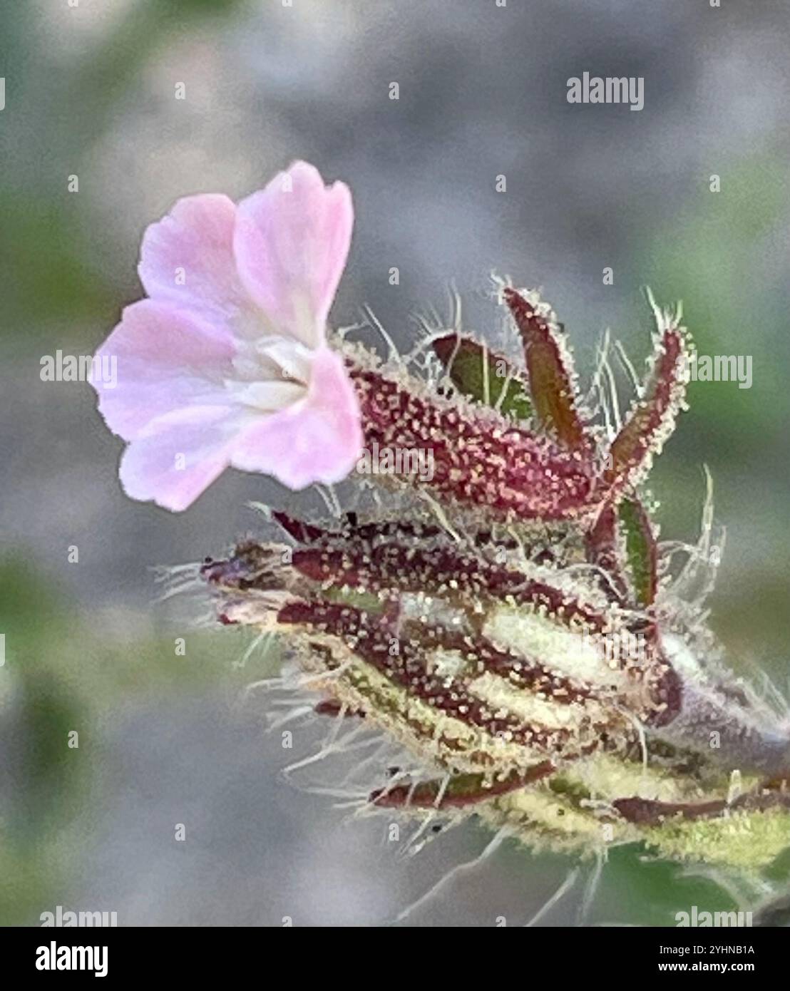 Small-flowered Catchfly (Silene gallica Stock Photo - Alamy