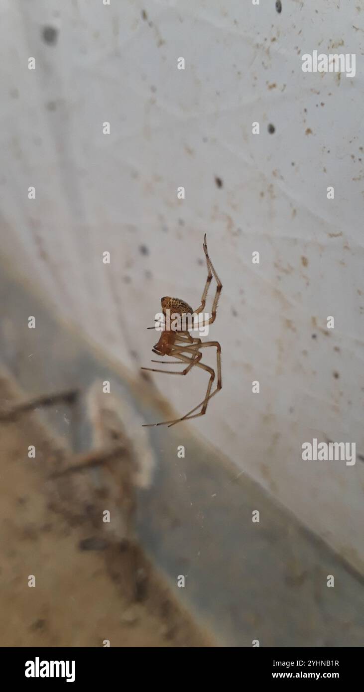 Common House Spider (Parasteatoda tepidariorum Stock Photo - Alamy