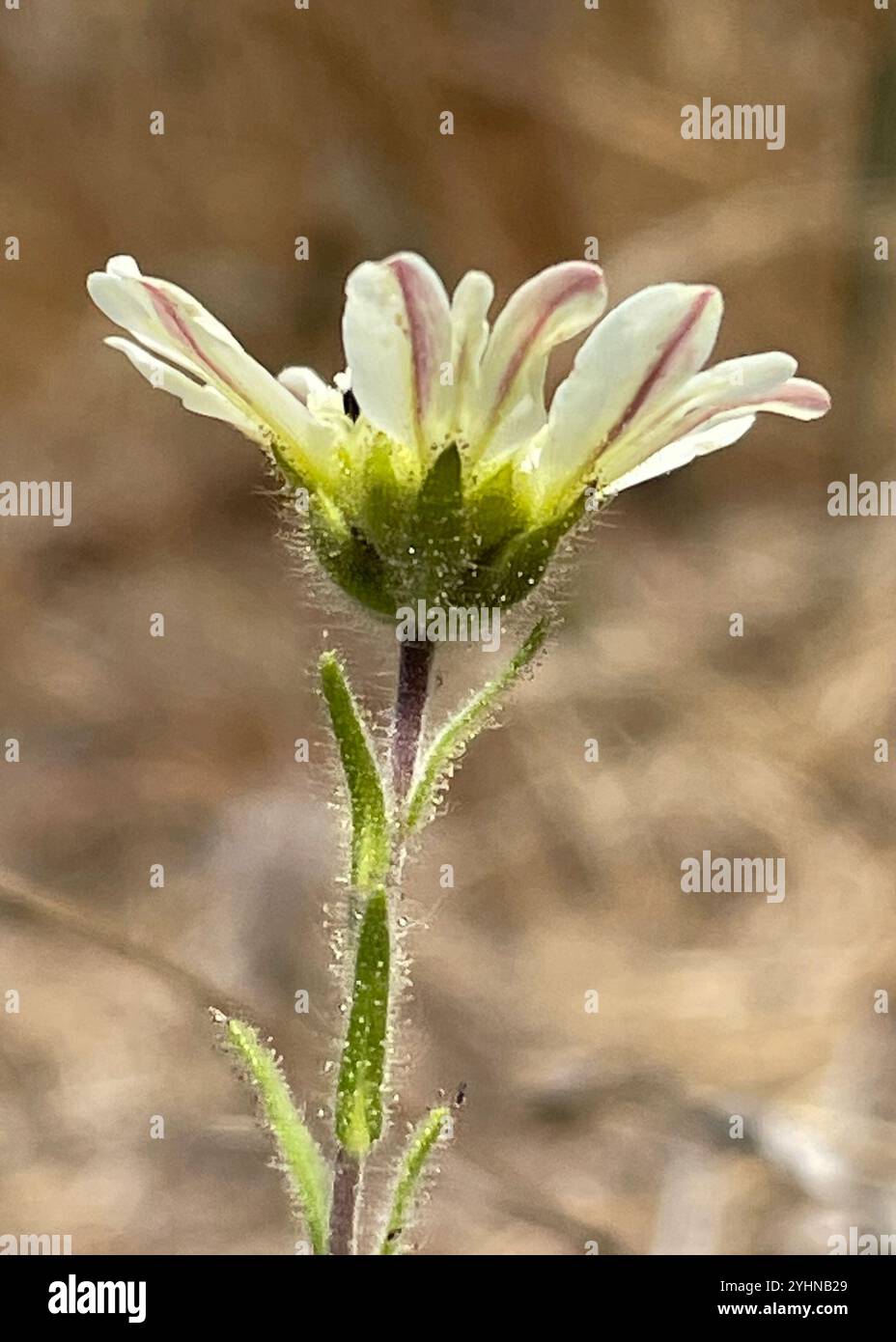 Hayfield Tarweed (Hemizonia congesta Stock Photo - Alamy