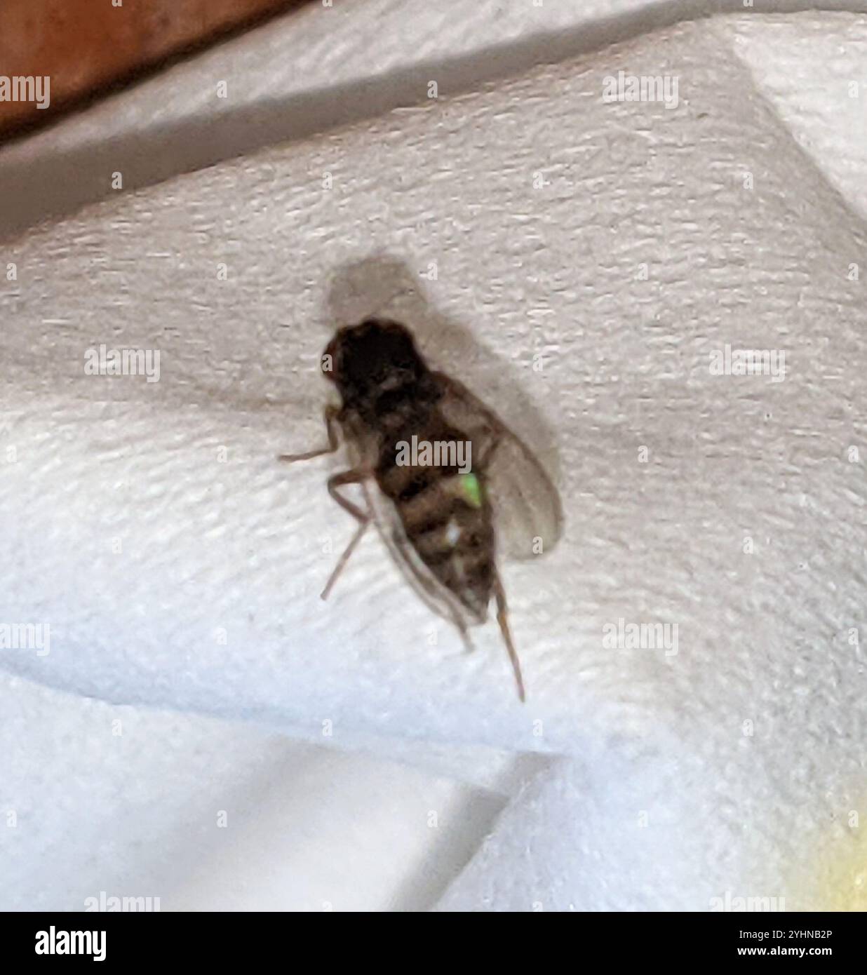 Small Fruit Flies (Drosophila Stock Photo - Alamy