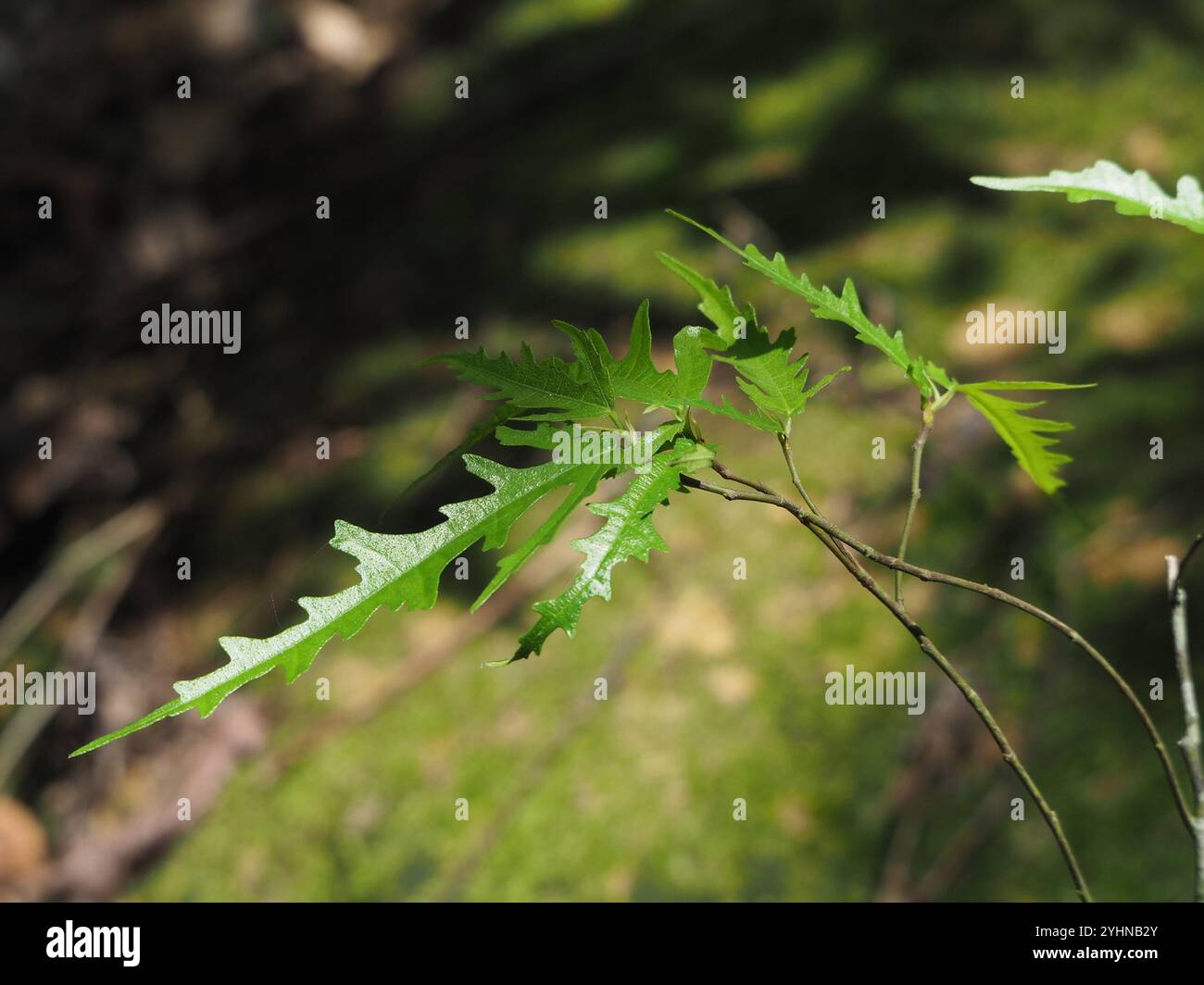 King's Fig (Ficus ampelos Stock Photo - Alamy