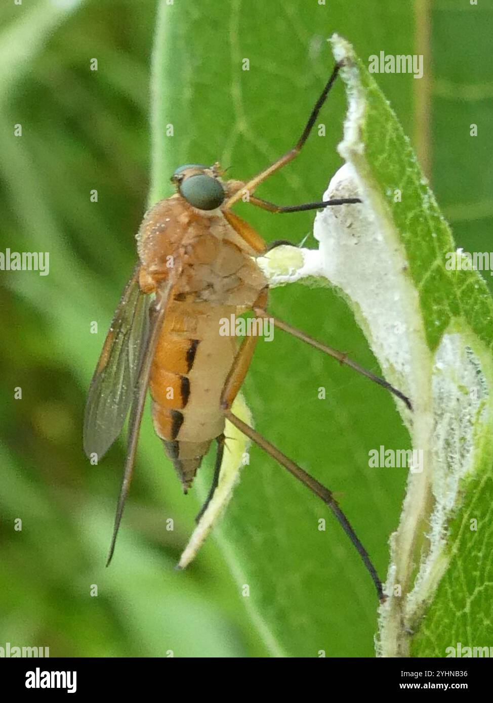 Marsh Snipe Fly (Rhagio tringarius Stock Photo - Alamy