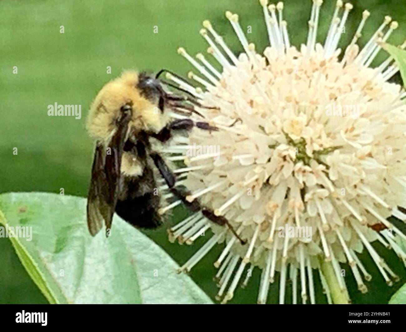 Two-spotted Bumble Bee (Bombus bimaculatus Stock Photo - Alamy