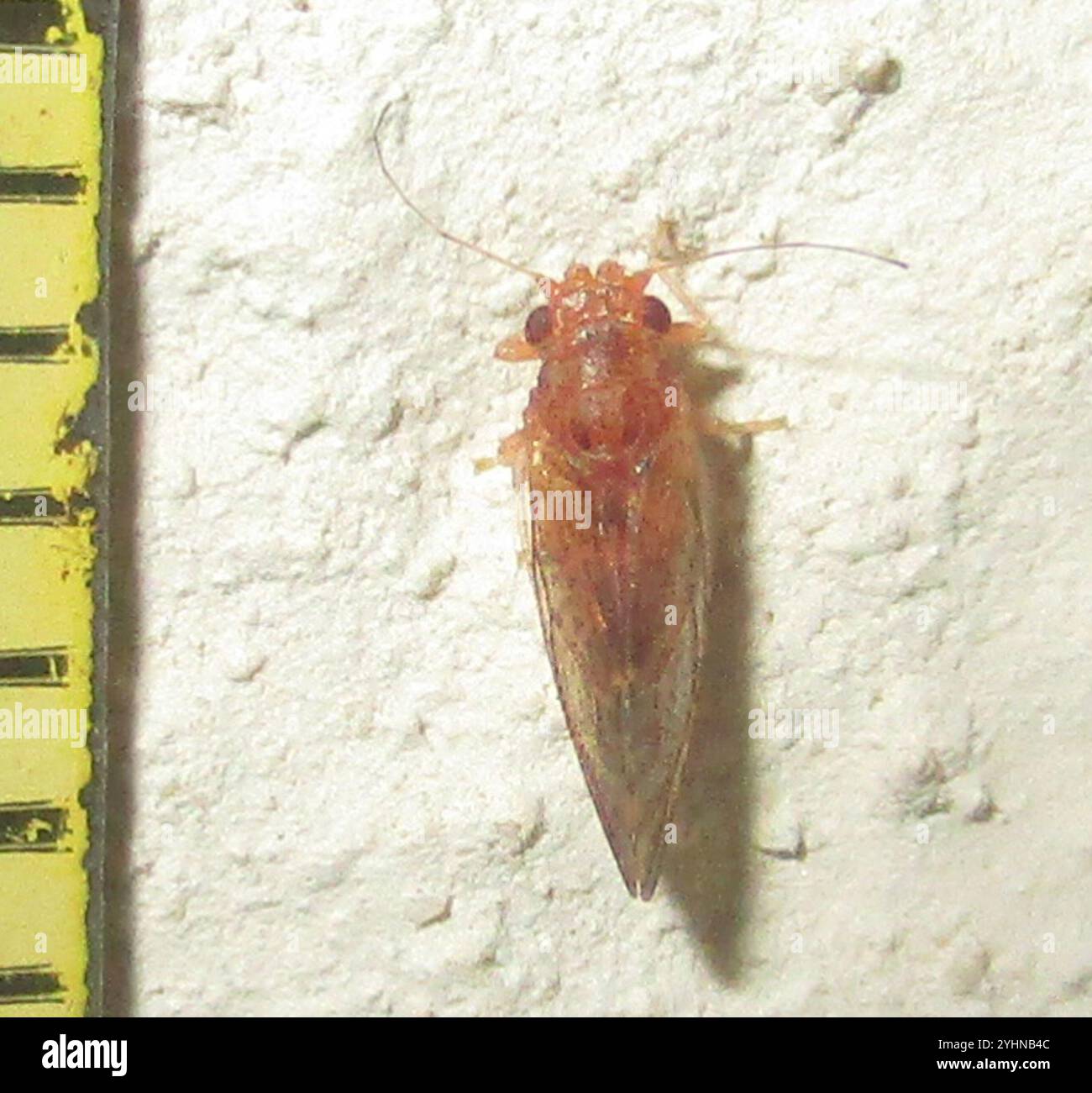 jumping plant lice (Psyllidae Stock Photo - Alamy