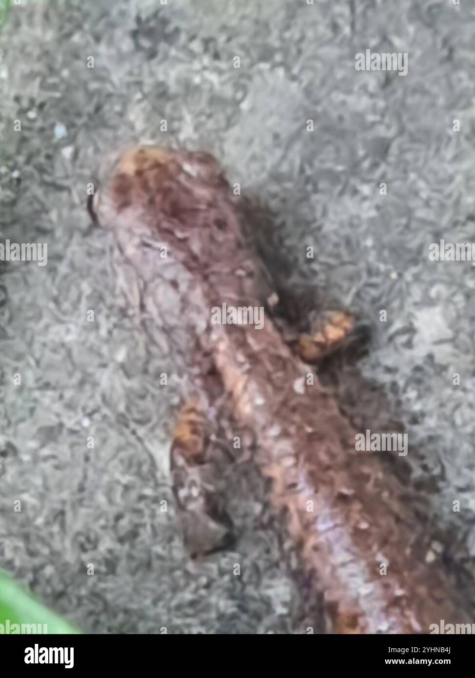 Four-toed Salamander (Hemidactylium scutatum Stock Photo - Alamy