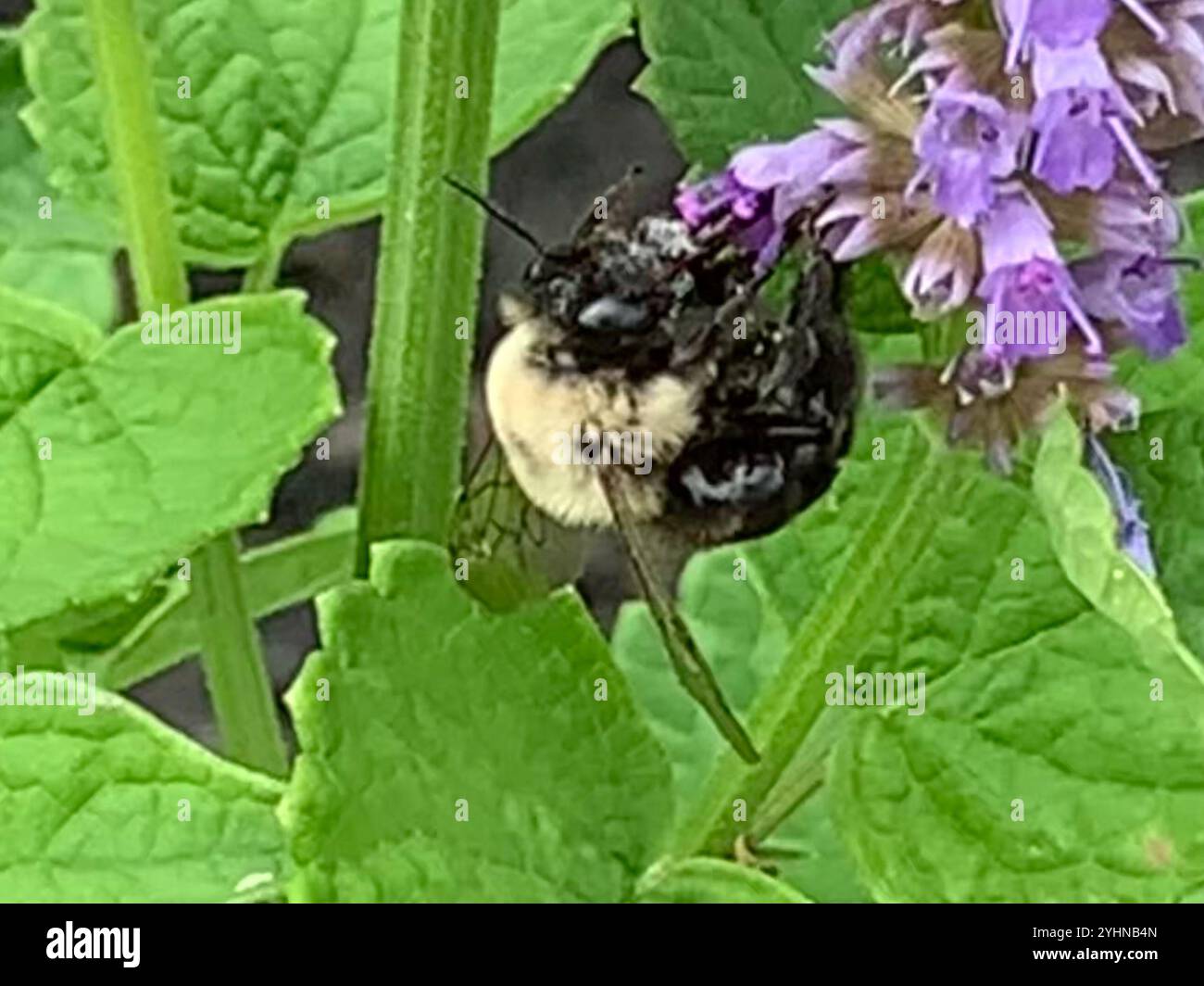 Abrupt Digger Bee (Anthophora abrupta Stock Photo - Alamy