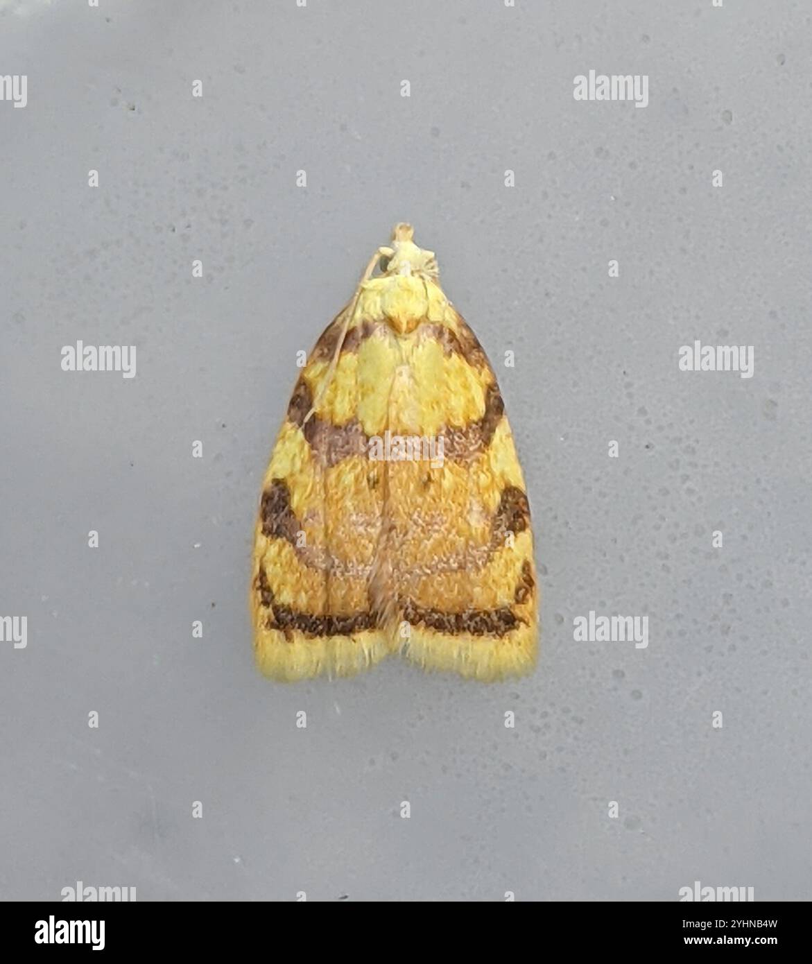 Red-edged Acleris Moth (Acleris albicomana Stock Photo - Alamy