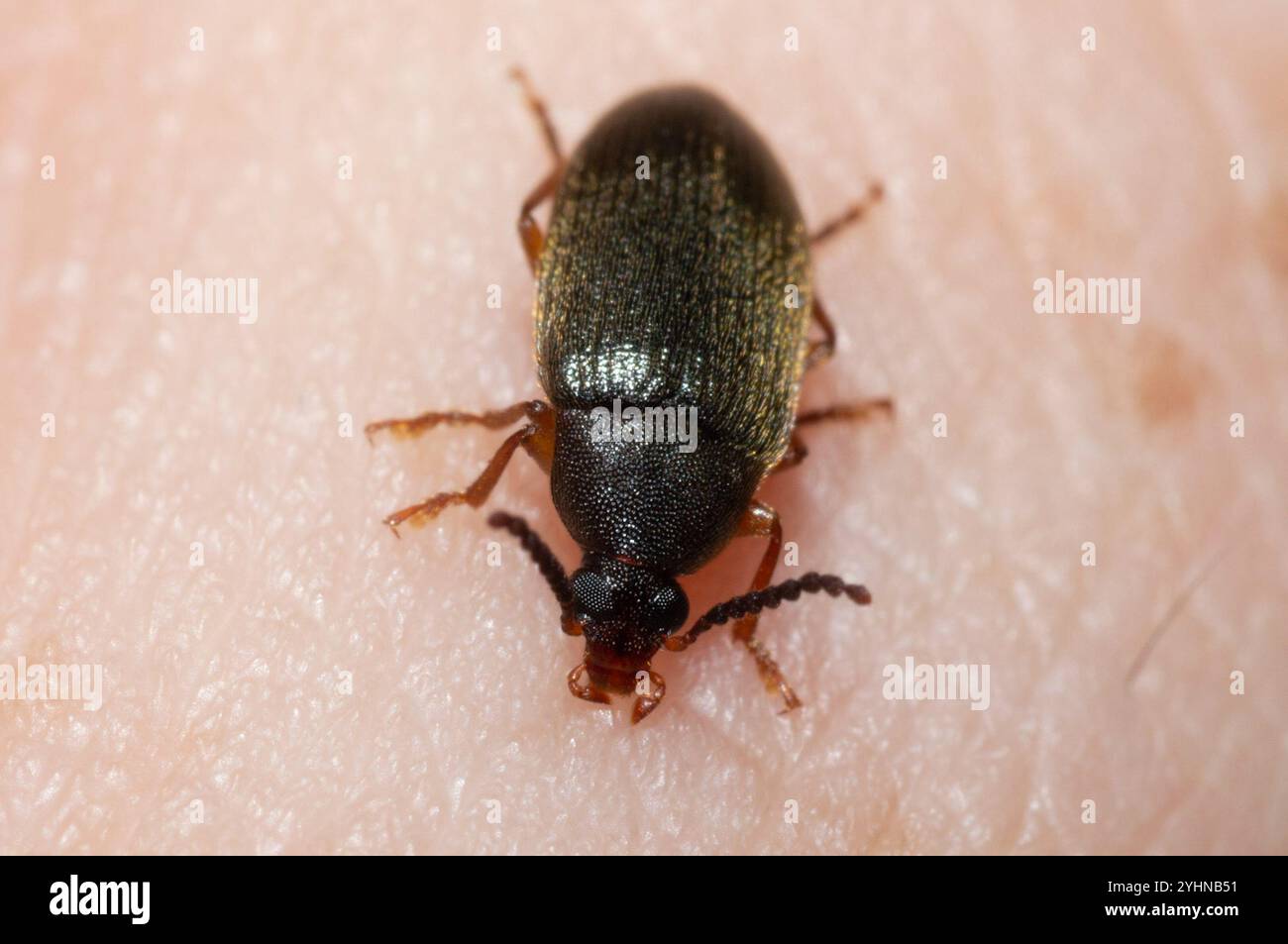 Comb clawed darkling beetles hi-res stock photography and images - Alamy