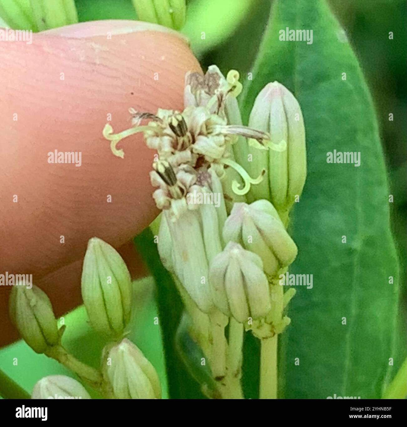 Pale indian plantain hi-res stock photography and images - Alamy