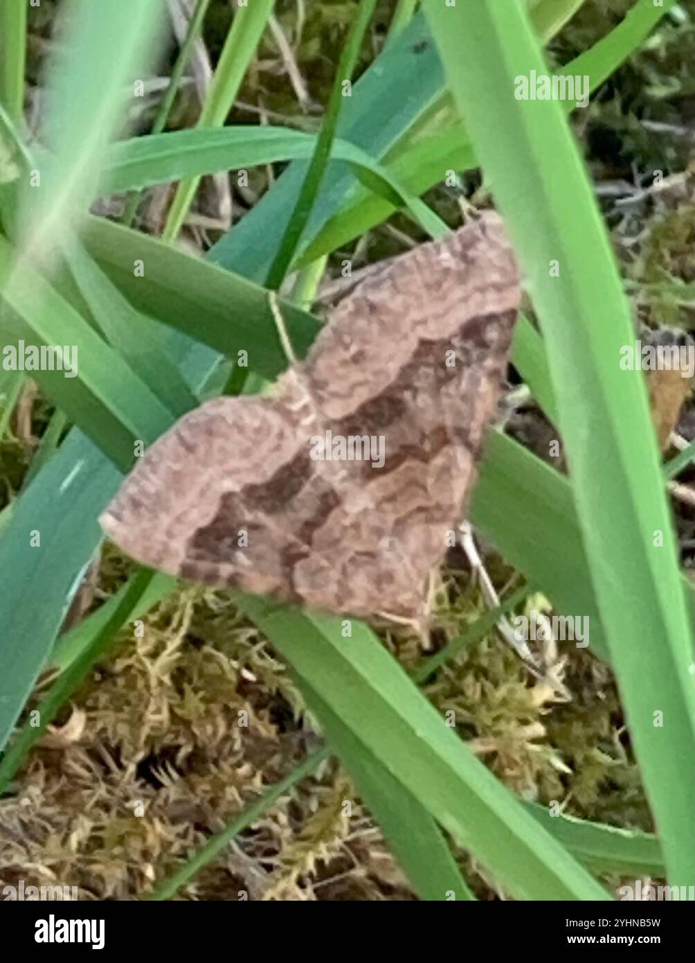 Shaded broad bar scotopteryx chenopodiata hi-res stock photography and ...