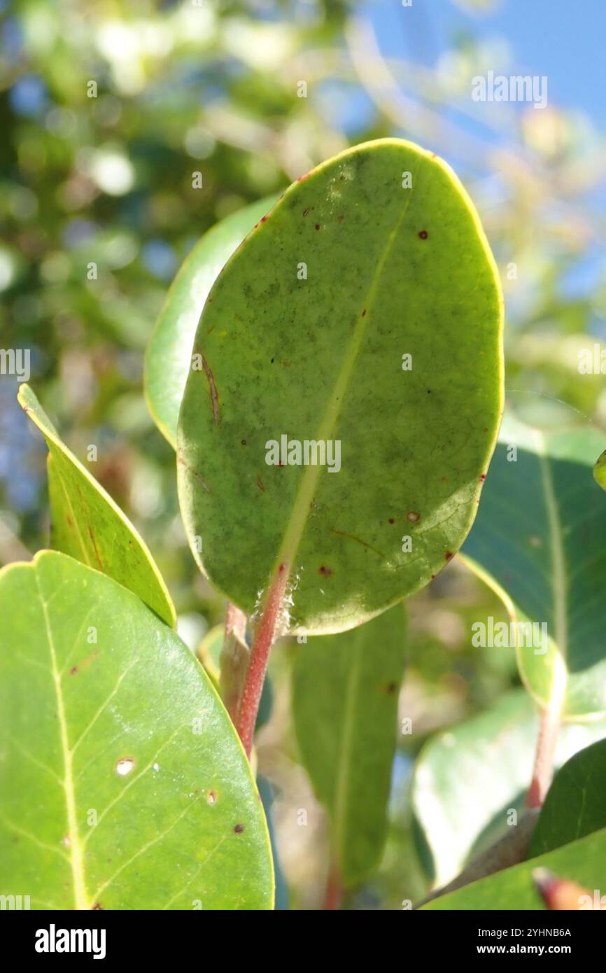 Apodytes dimidiata hi-res stock photography and images - Alamy