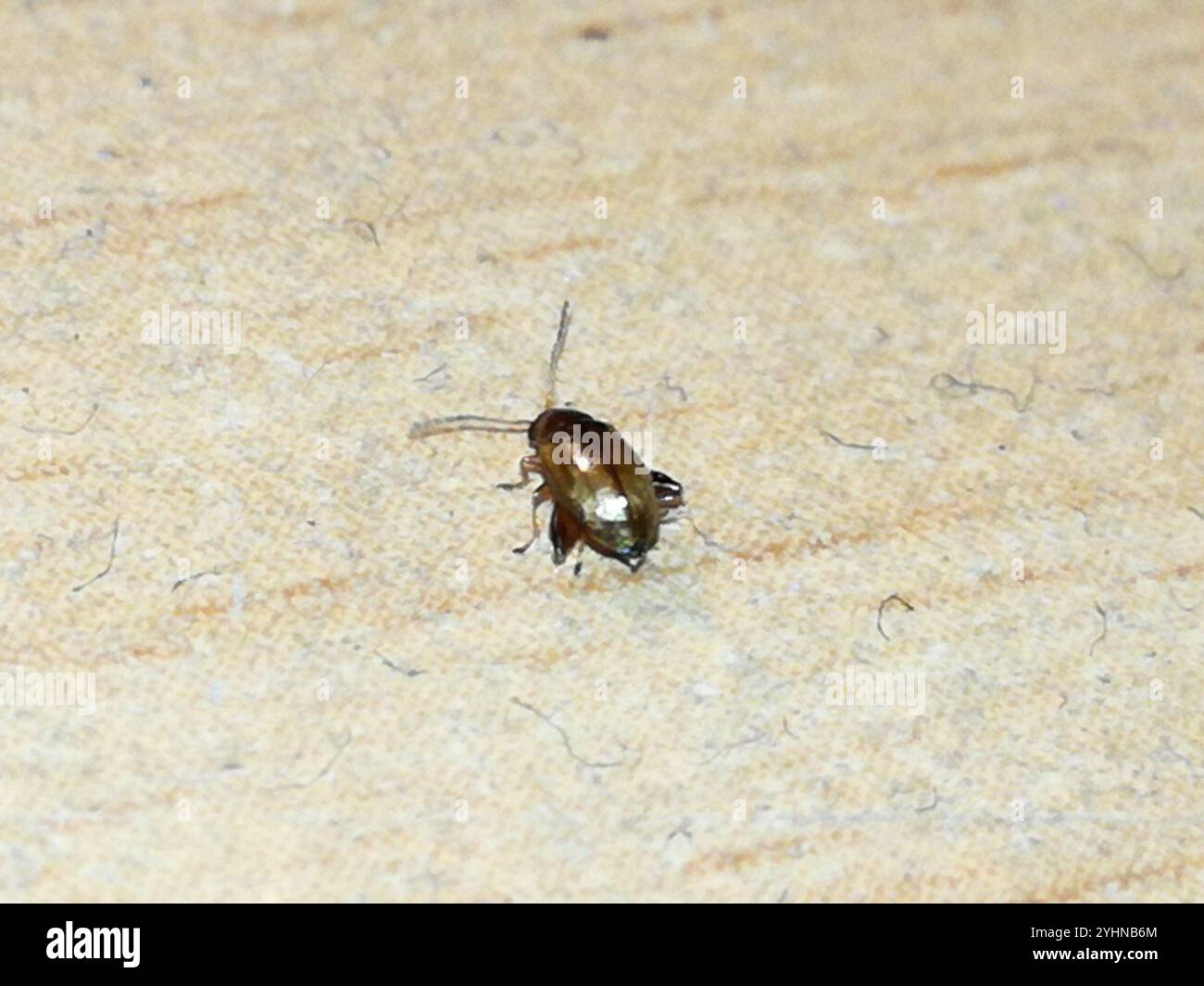 Longitarsus hi-res stock photography and images - Alamy