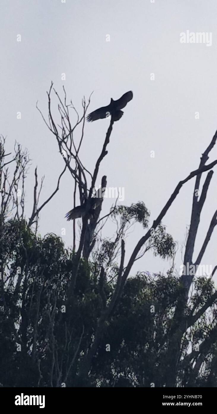 Turkey Vulture (Cathartes aura Stock Photo - Alamy