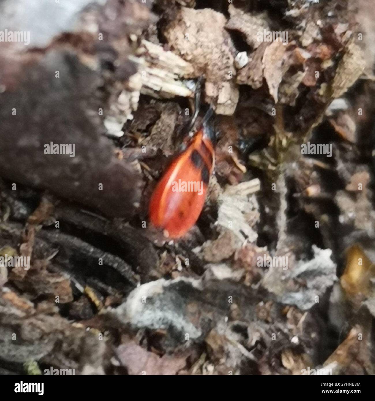 European Firebug (Pyrrhocoris apterus Stock Photo - Alamy
