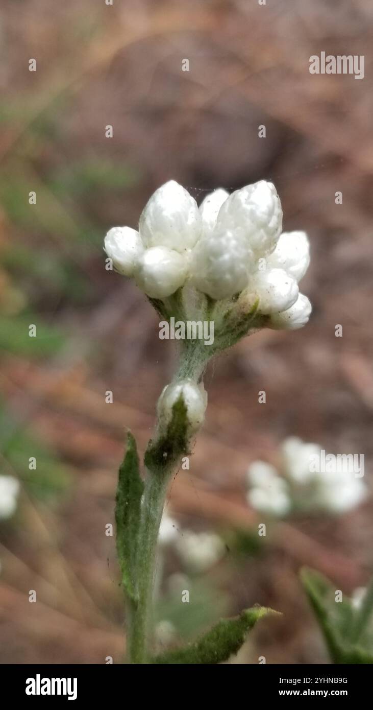 California cudweed (Pseudognaphalium californicum Stock Photo - Alamy