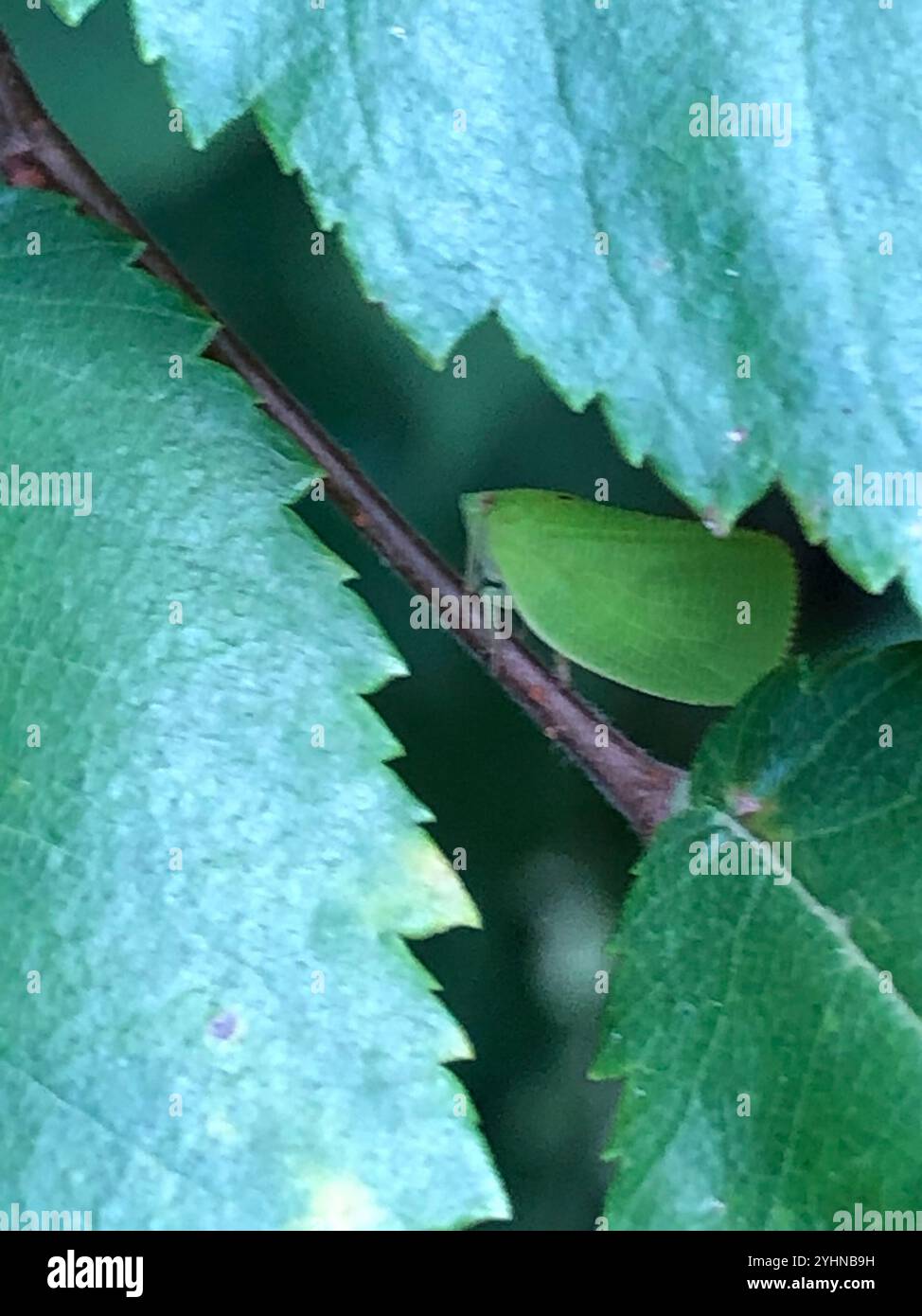 Green Cone-headed Planthopper (Acanalonia conica Stock Photo - Alamy