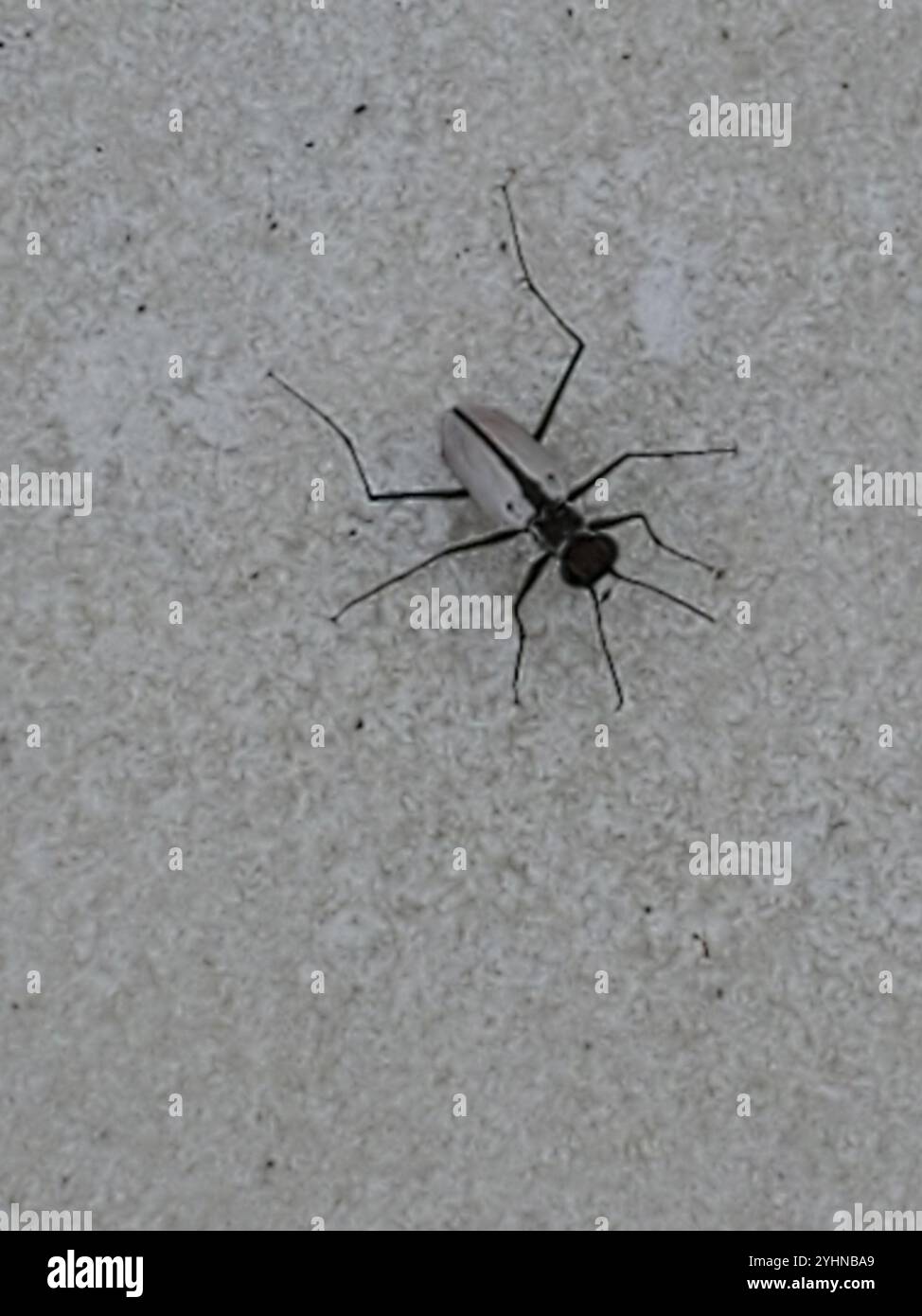 Eastern Beach Tiger Beetle (Habroscelimorpha dorsalis Stock Photo - Alamy