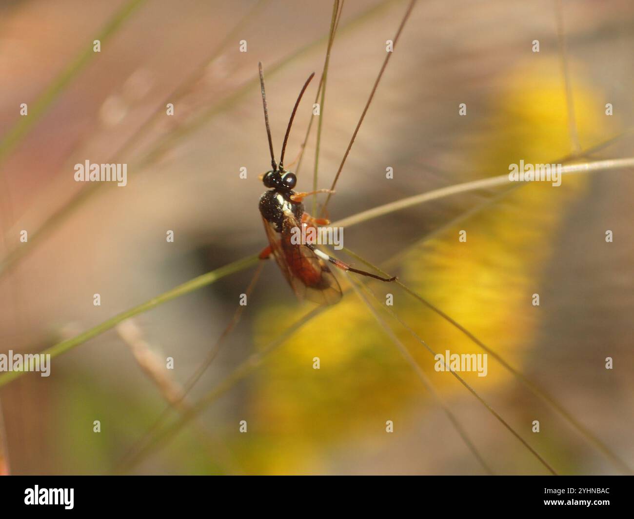 Common Hover Fly Parasitoid Wasp (Diplazon laetatorius Stock Photo - Alamy