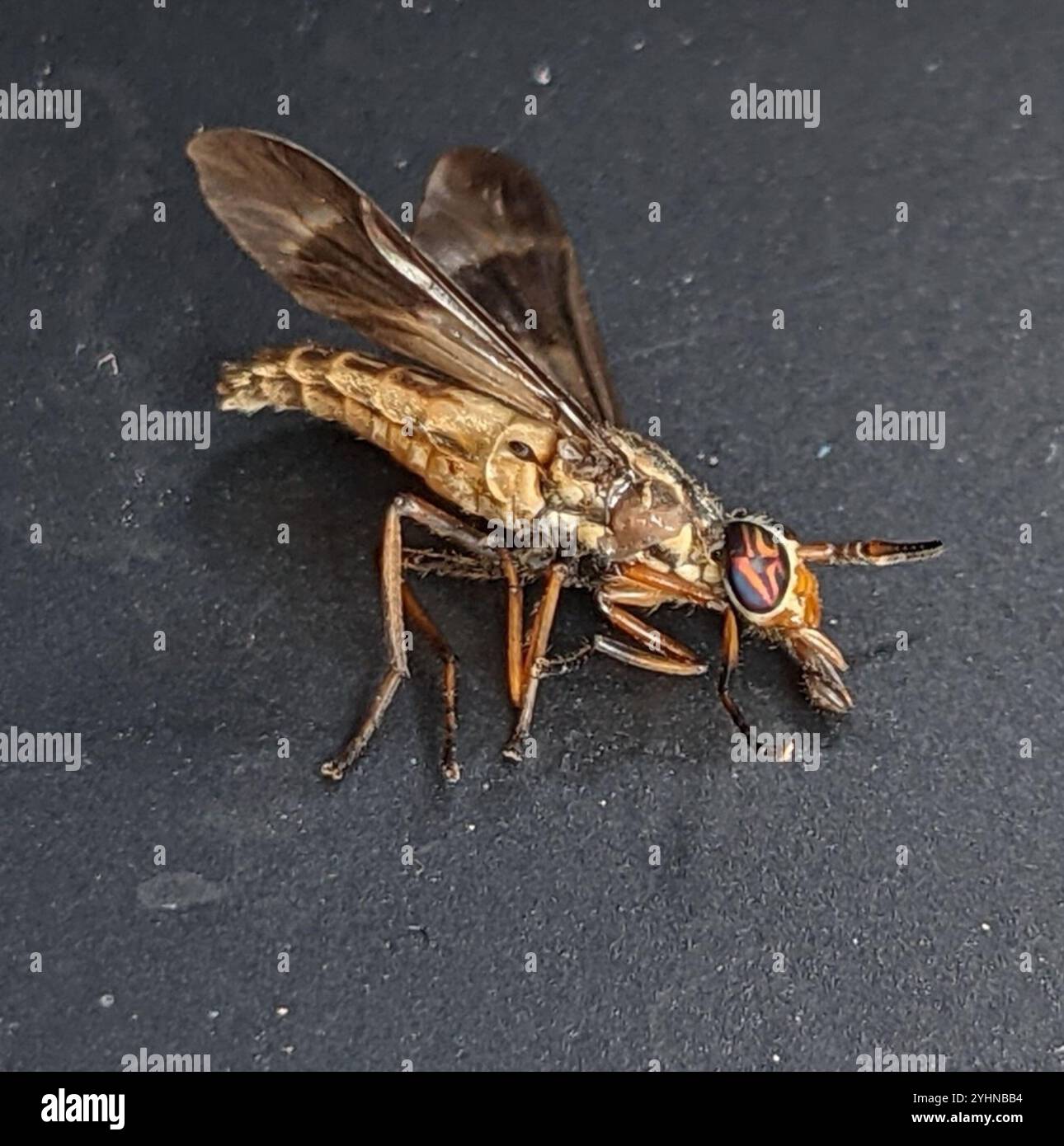 Deer Flies (Chrysops Stock Photo - Alamy