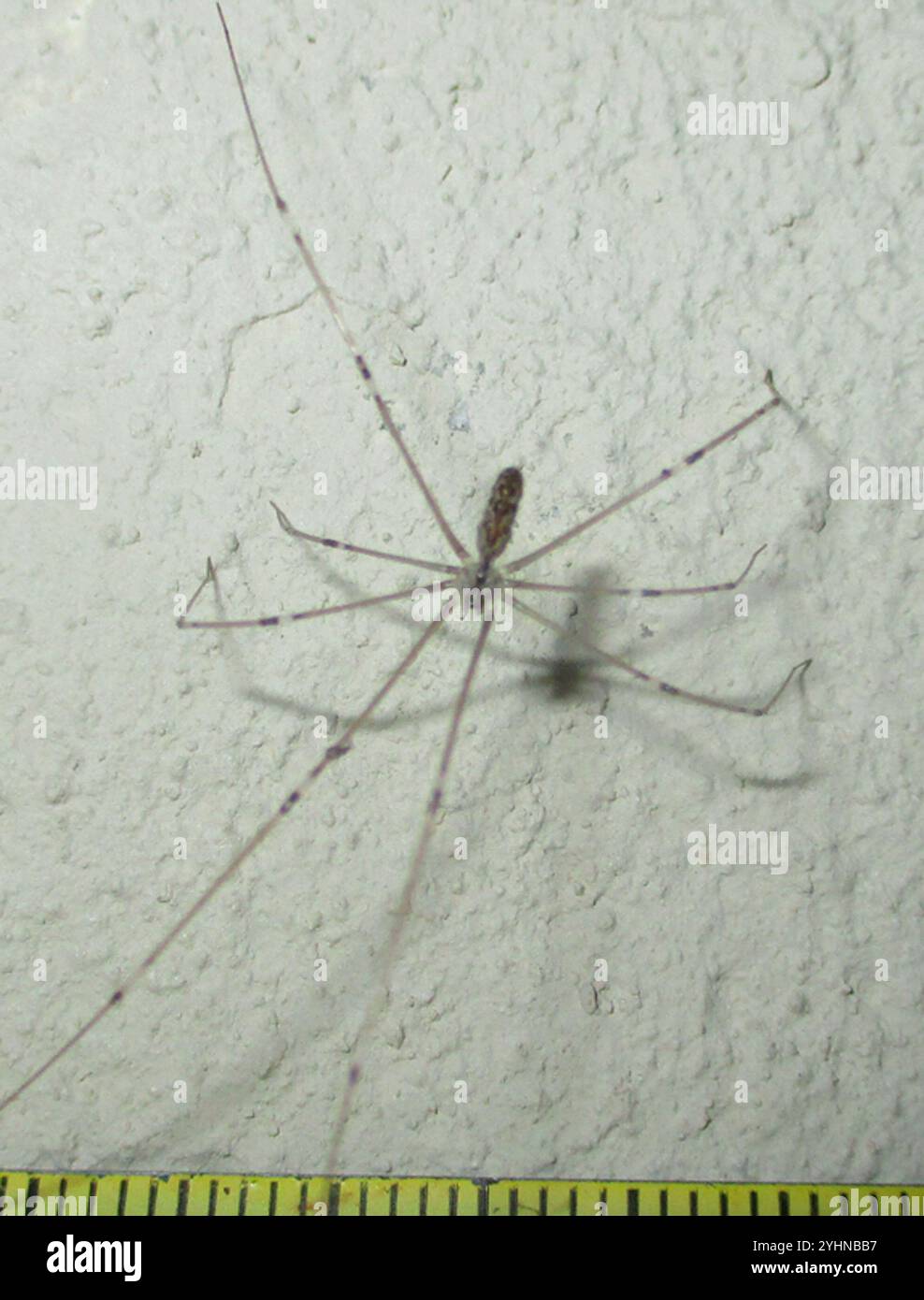 Cellar Spiders (Pholcidae Stock Photo - Alamy