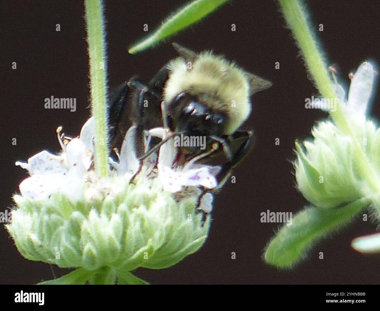 Common Eastern Bumble Bee (Bombus impatiens Stock Photo - Alamy