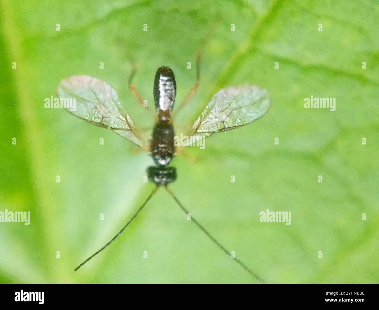 Ichneumonid and Braconid Wasps (Ichneumonoidea Stock Photo - Alamy