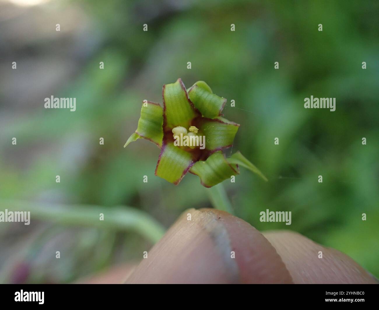 bronze-bells (Anticlea occidentalis Stock Photo - Alamy