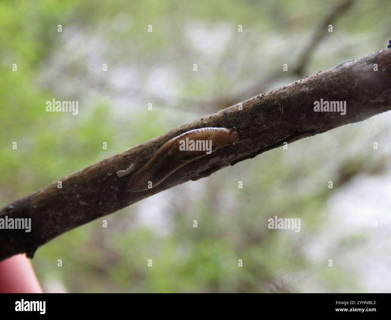 Reticulate Taildropper (Prophysaon andersonii Stock Photo - Alamy