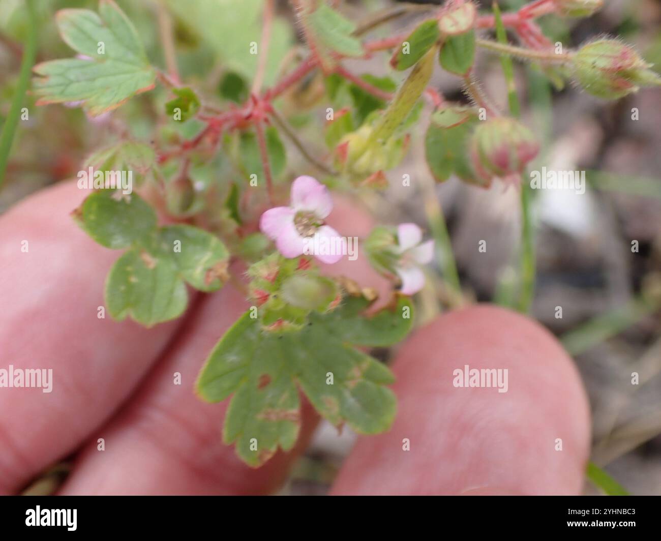 Round-leaved Crane's-bill (Geranium rotundifolium Stock Photo - Alamy